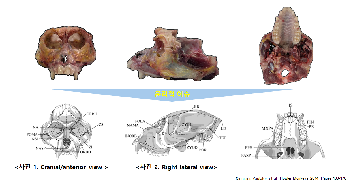 Respiratory System - Necropsy - 서울대학교 수의과대학 실험동물의학